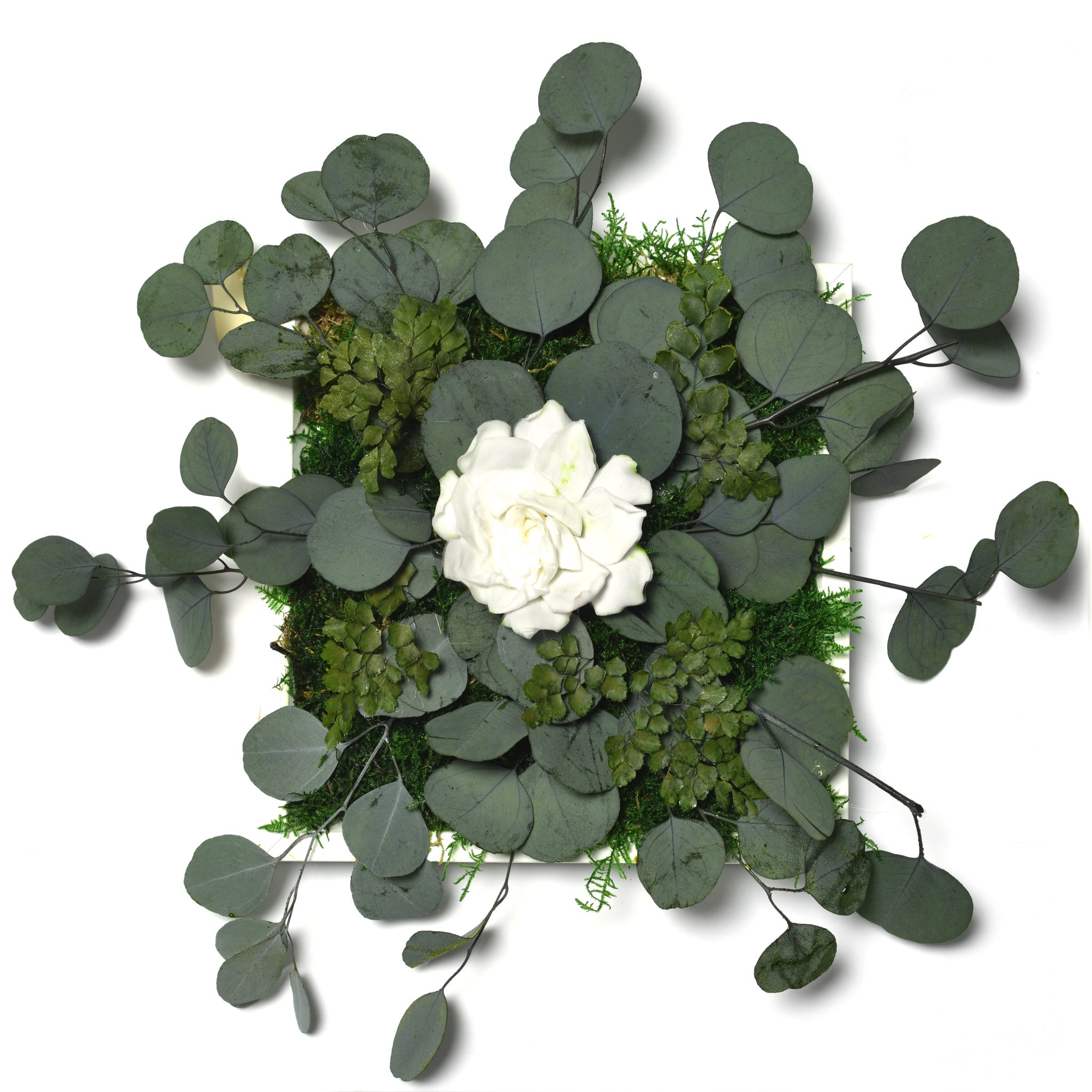 Quadri Vegetali Stabilizzati | Piante Stabilizzate