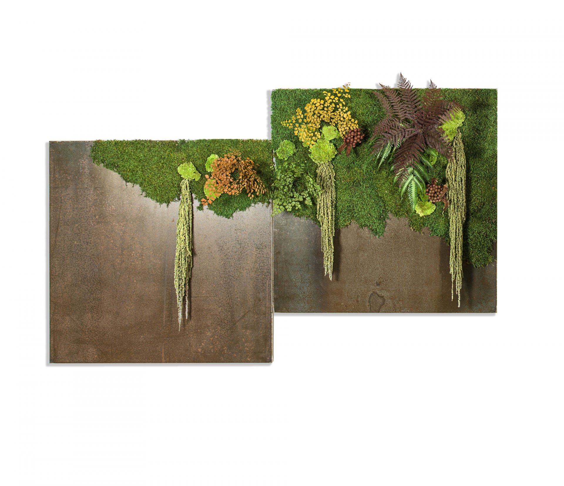 Quadri Vegetali Stabilizzati | Piante Stabilizzate