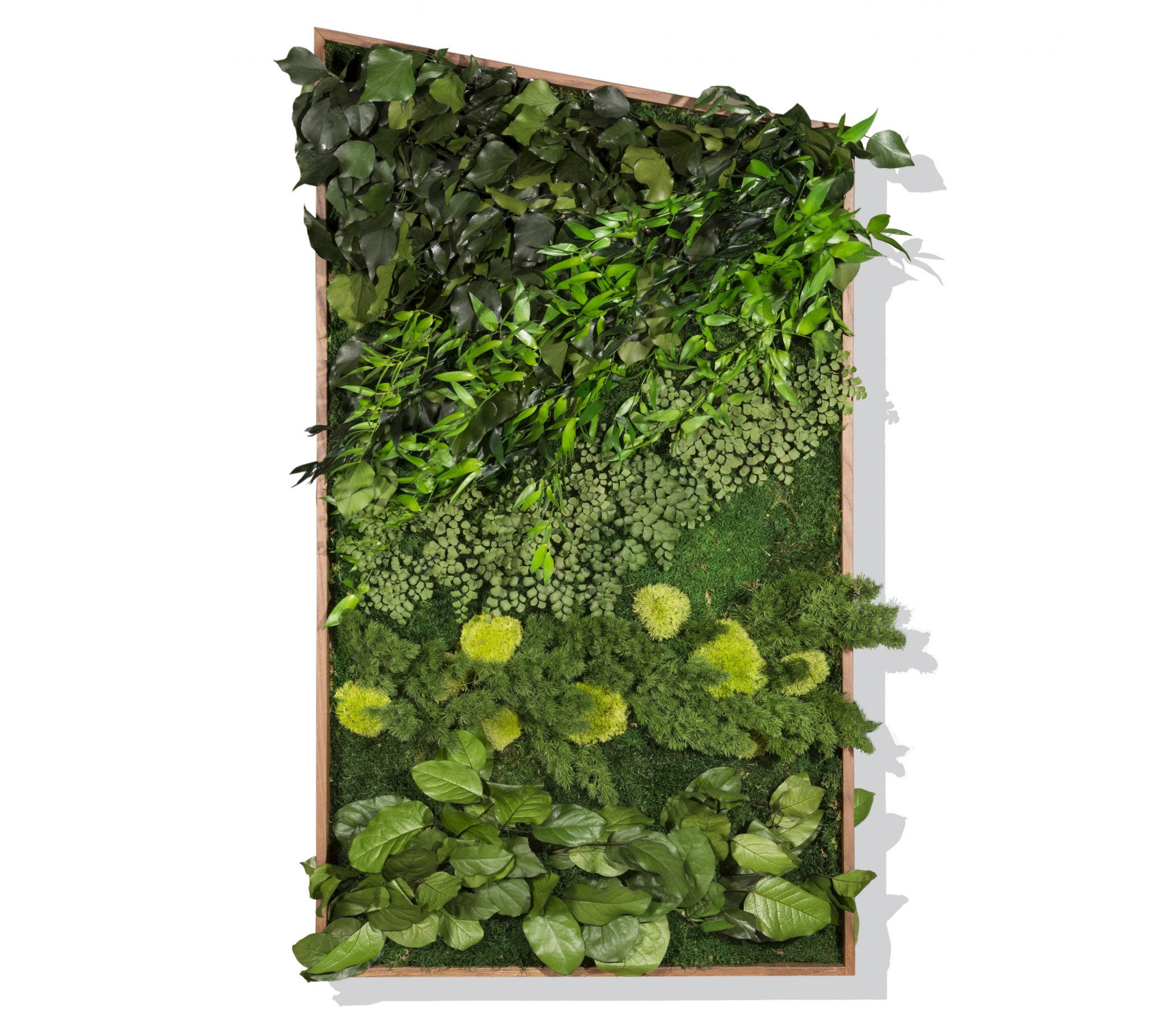 Lichene Stabilizzato | Piante stabilizzate