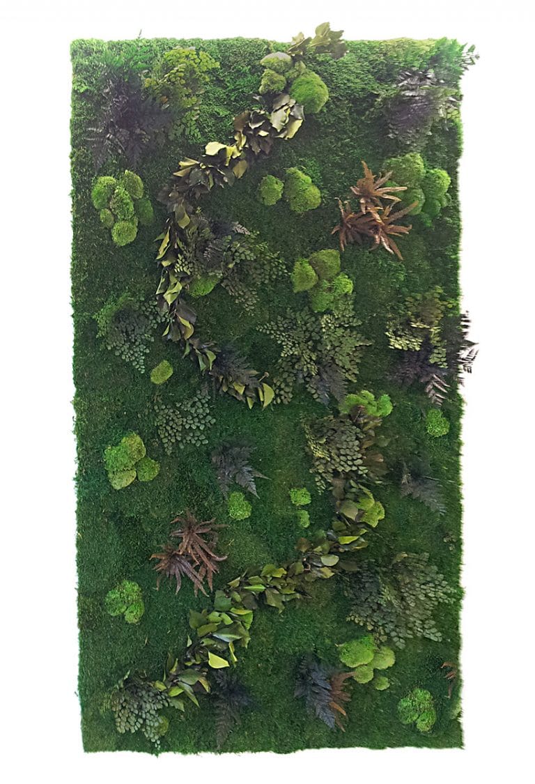 Pareti Vegetali | Piante Stabilizzate