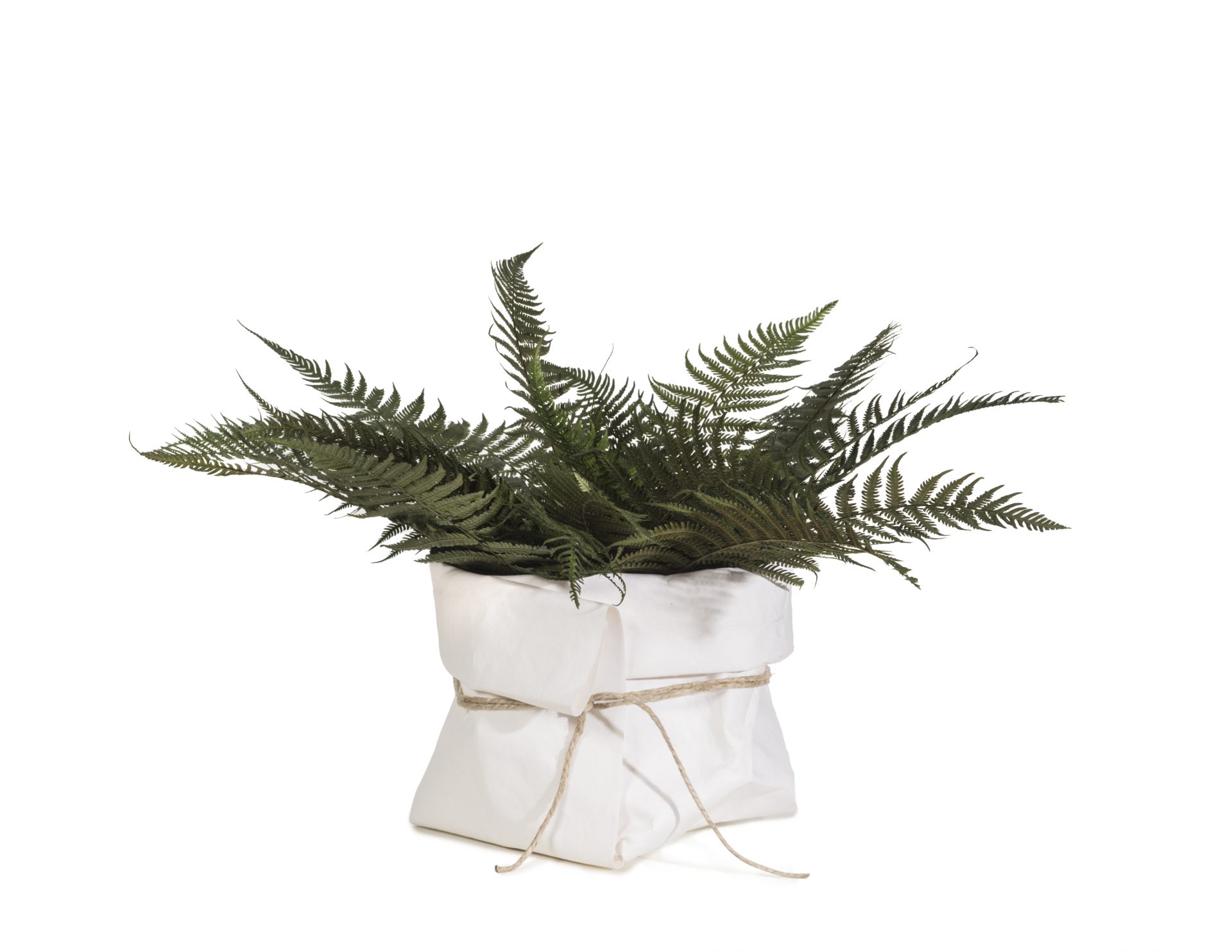 Piante stabilizzate | Piante stabilizzate