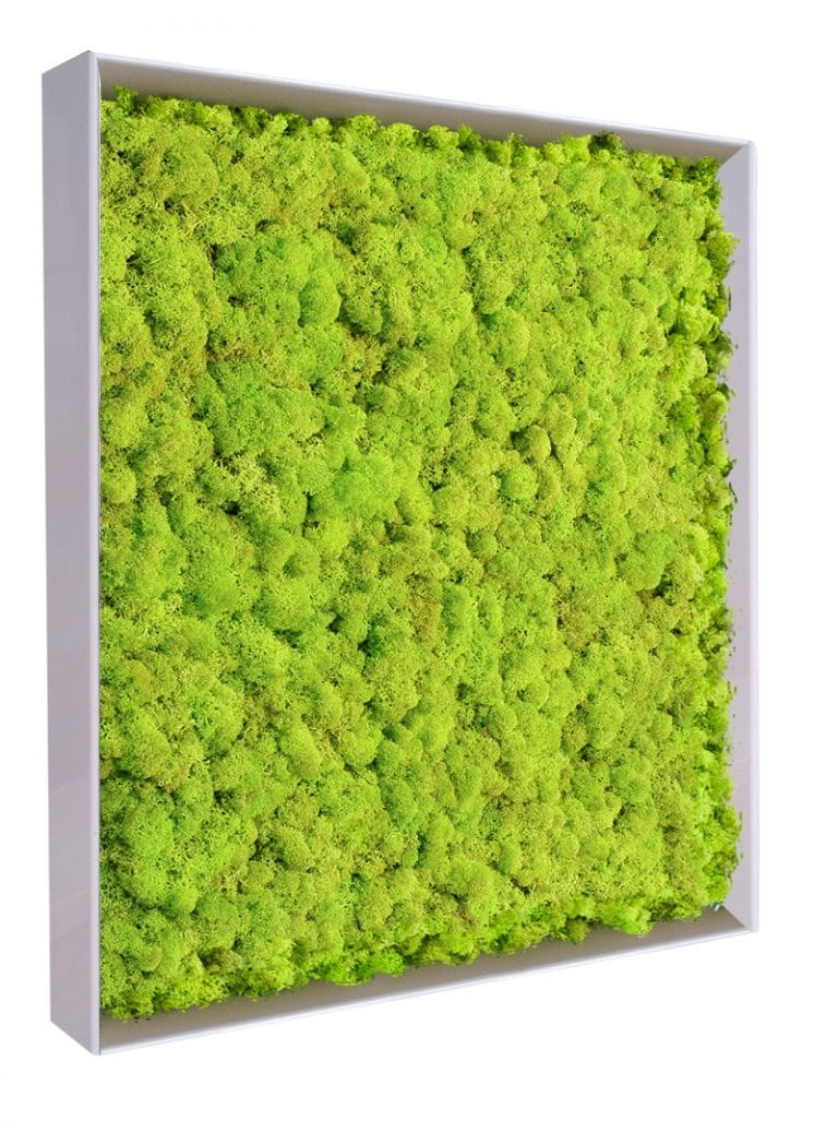 Quadri Vegetali Stabilizzati | Piante Stabilizzate