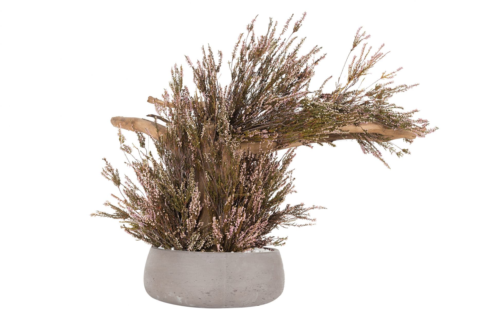 Piante stabilizzate | Piante stabilizzate