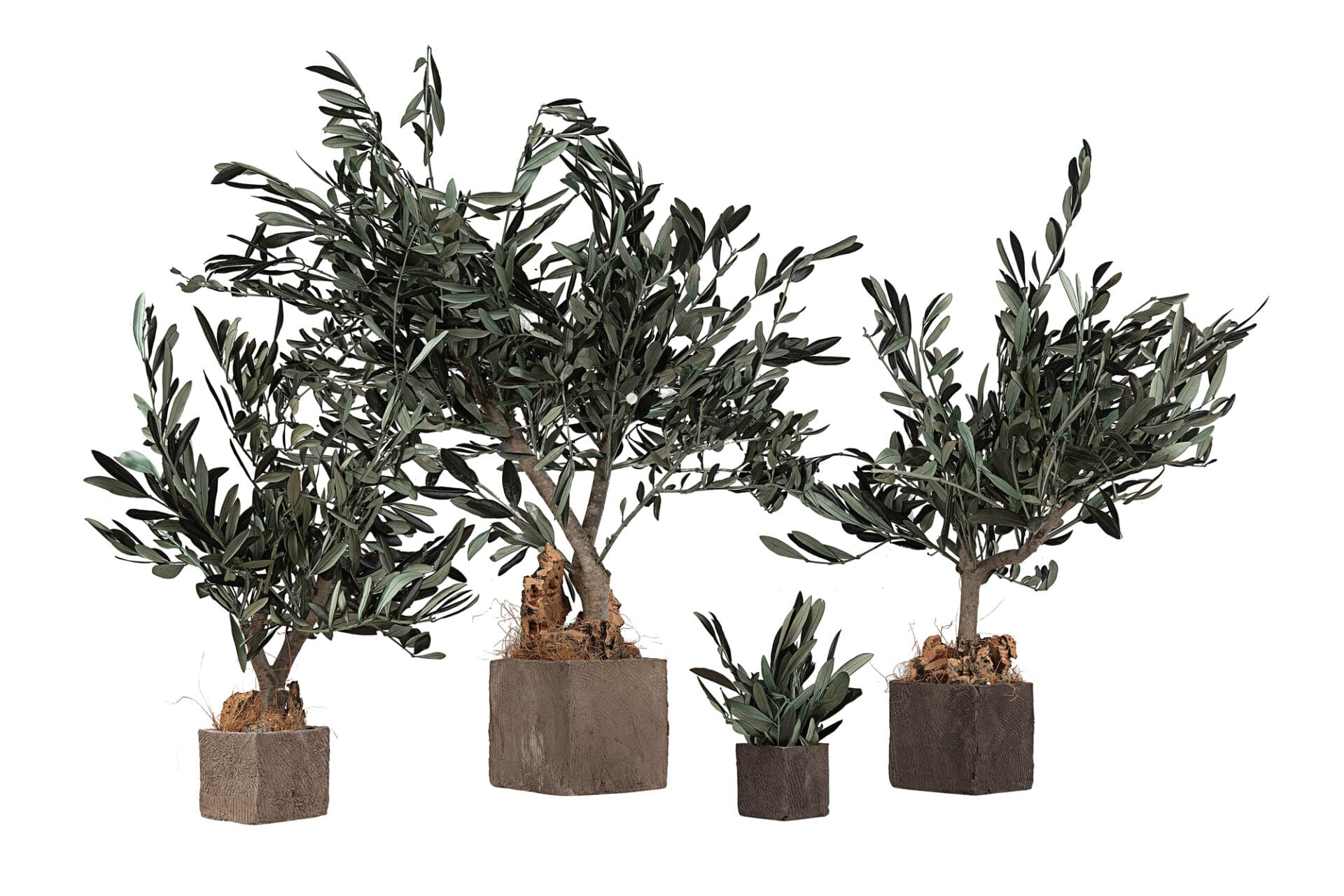 Composizioni Fiori Stabilizzati | Piante Stabilizzate