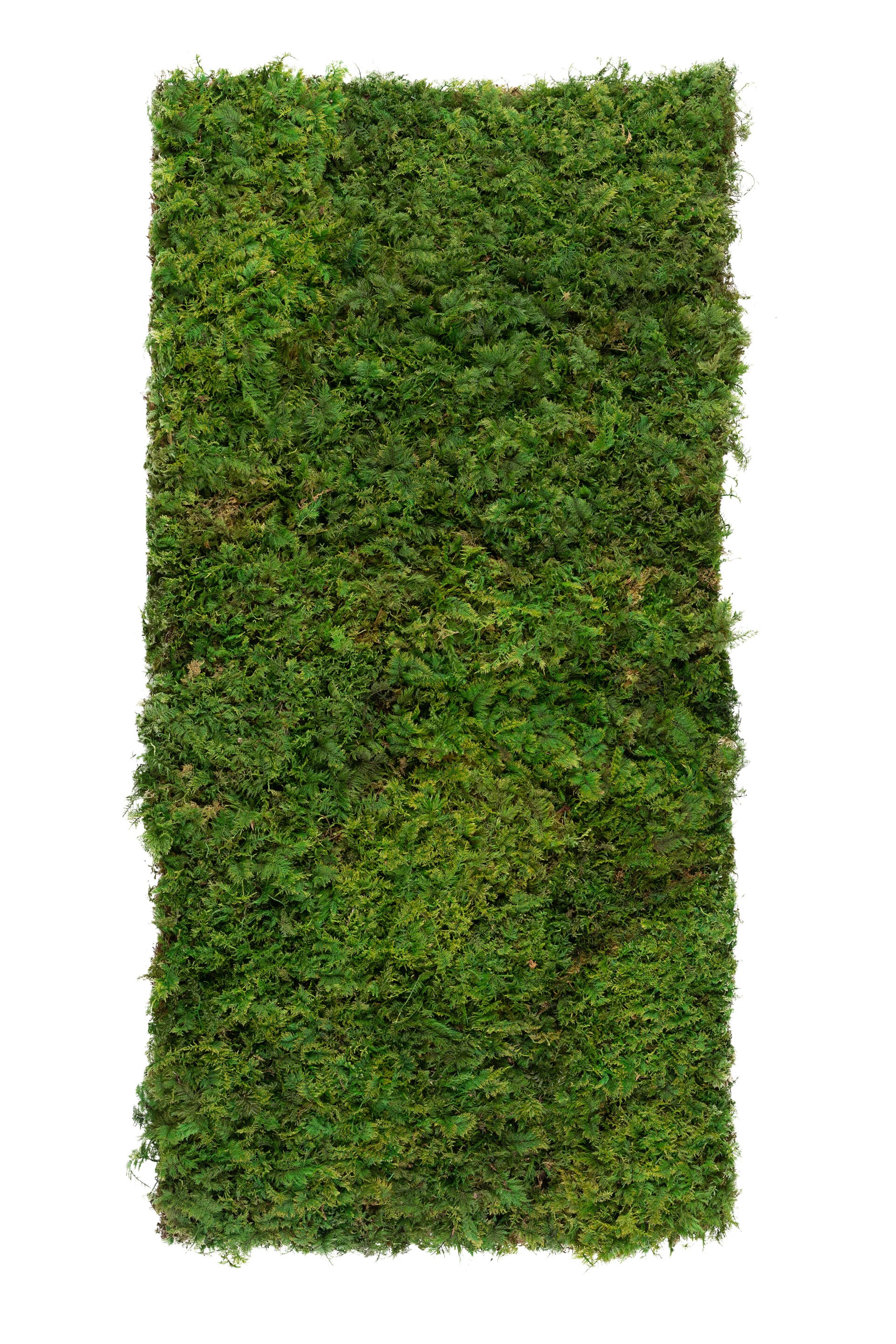 Pareti Vegetali | Piante Stabilizzate