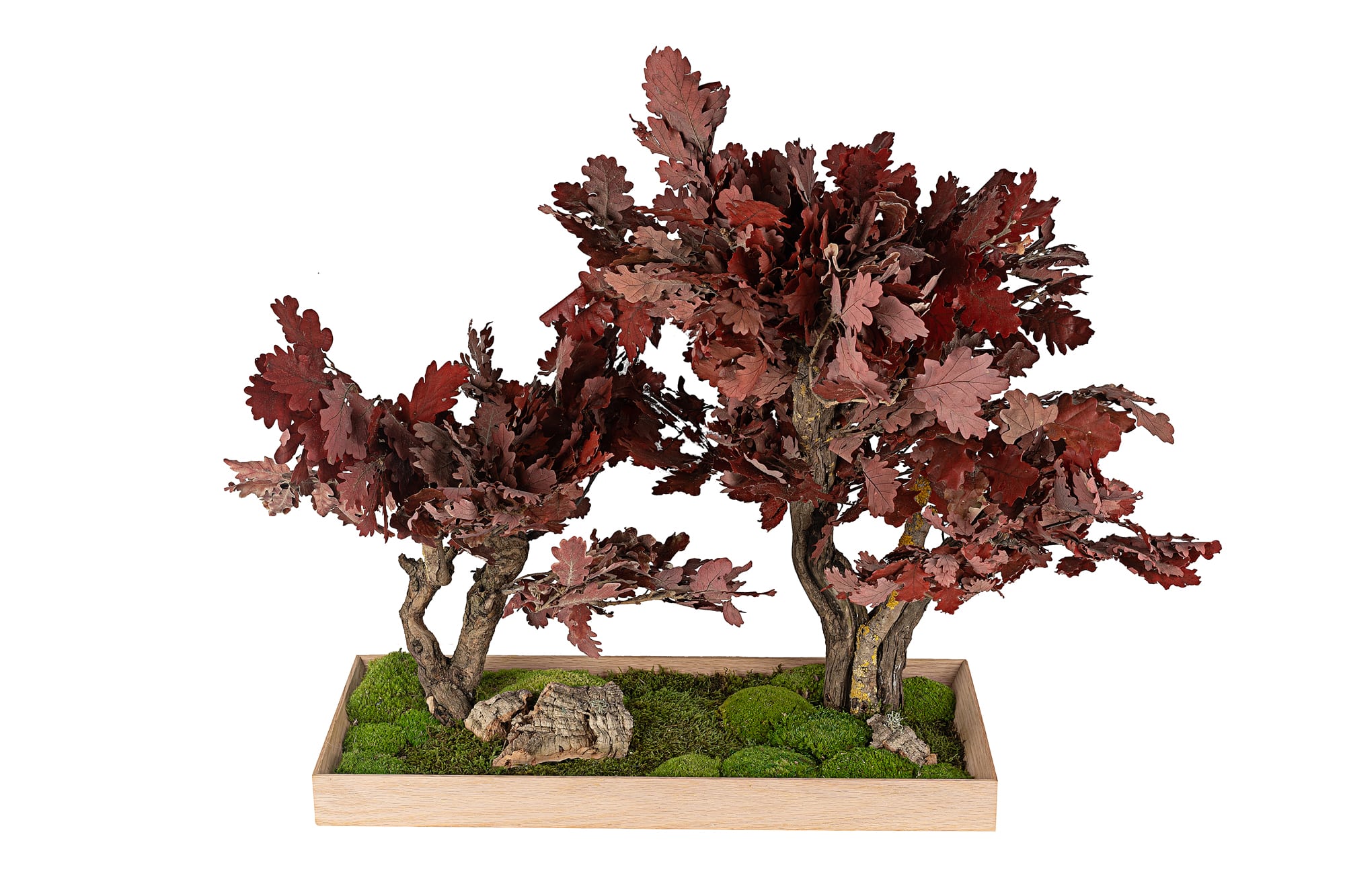 Composizioni Fiori Stabilizzati | Piante Stabilizzate